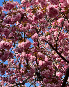 진주 벚꽃명소 BEST 5 진주연암도서관, 진양호 전망대, 월아산 질매재 고개, 진주성, 평거동 벚꽃길 소개 - powershin